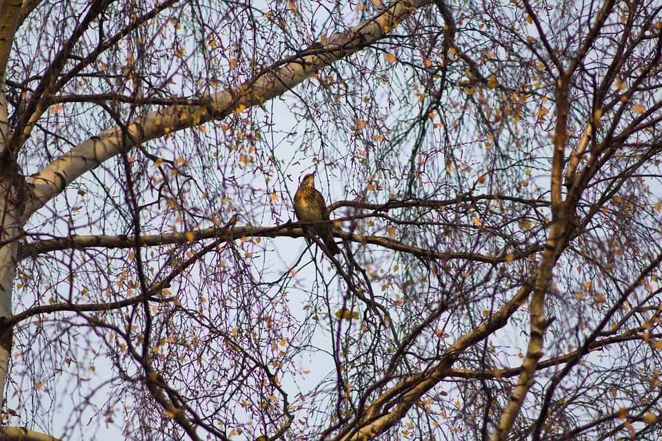 Bird Birch Autumn - Free photo on Pixabay - Pixabay