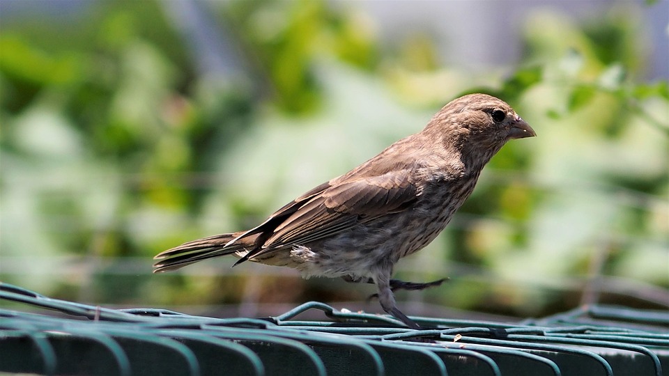 Sparrow Nature Bird - Free photo on Pixabay