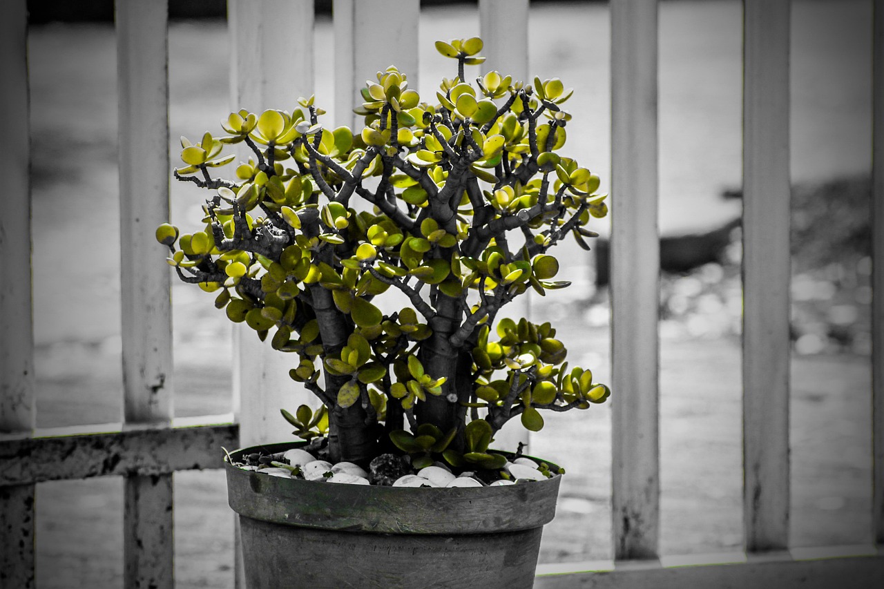 Frunze Plante Floare Planta De - Fotografie gratuită pe Pixabay - Pixabay