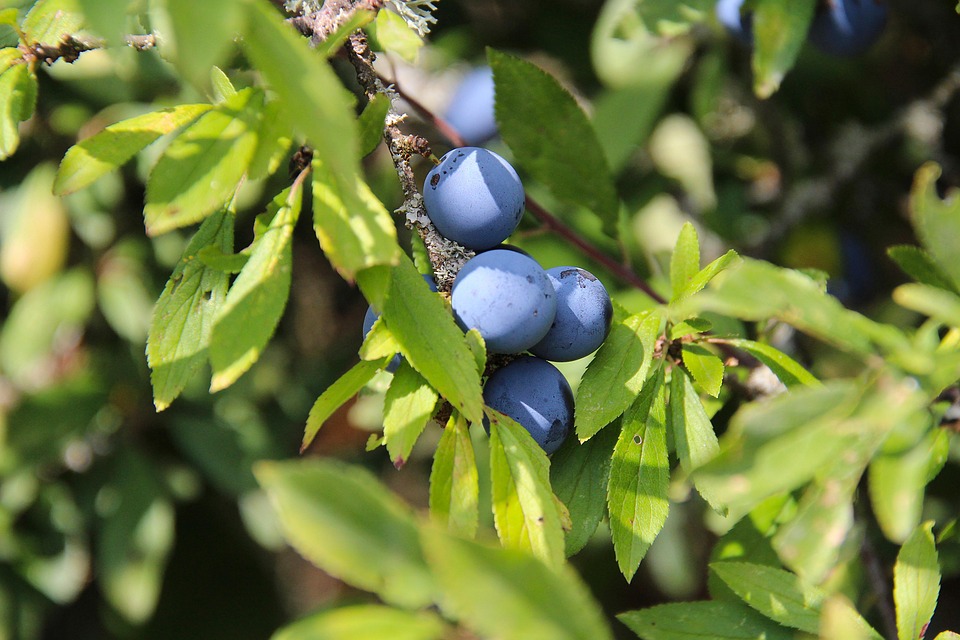 Blåbär Frukt Buske - Gratis foto på Pixabay