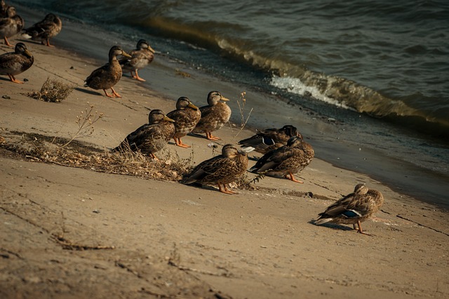 Patos Playa Aves - Foto gratis en Pixabay - Pixabay