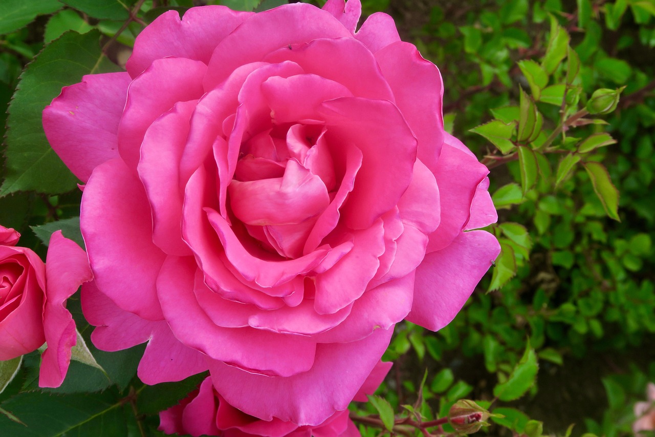 Rose Pink Flower - Free photo on Pixabay