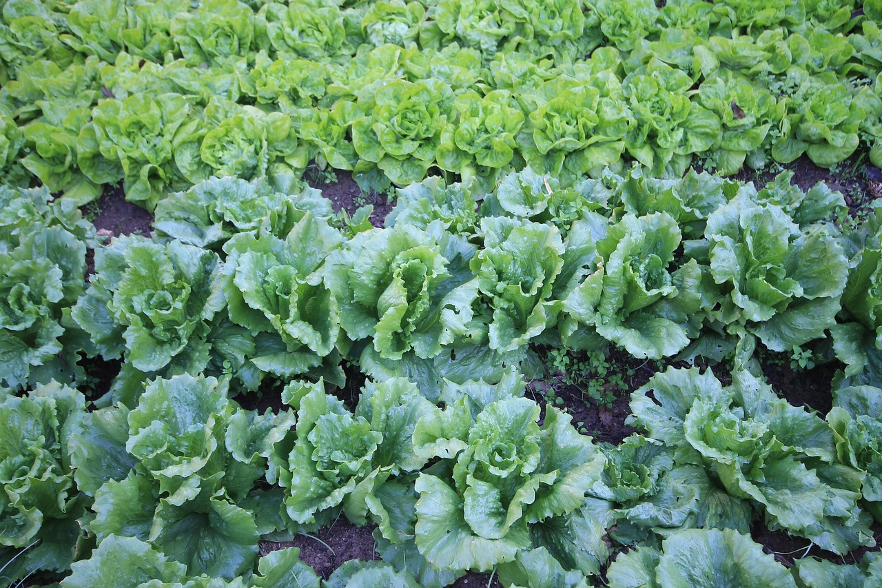 Huerta Verde Lettuce - Free photo on Pixabay - Pixabay