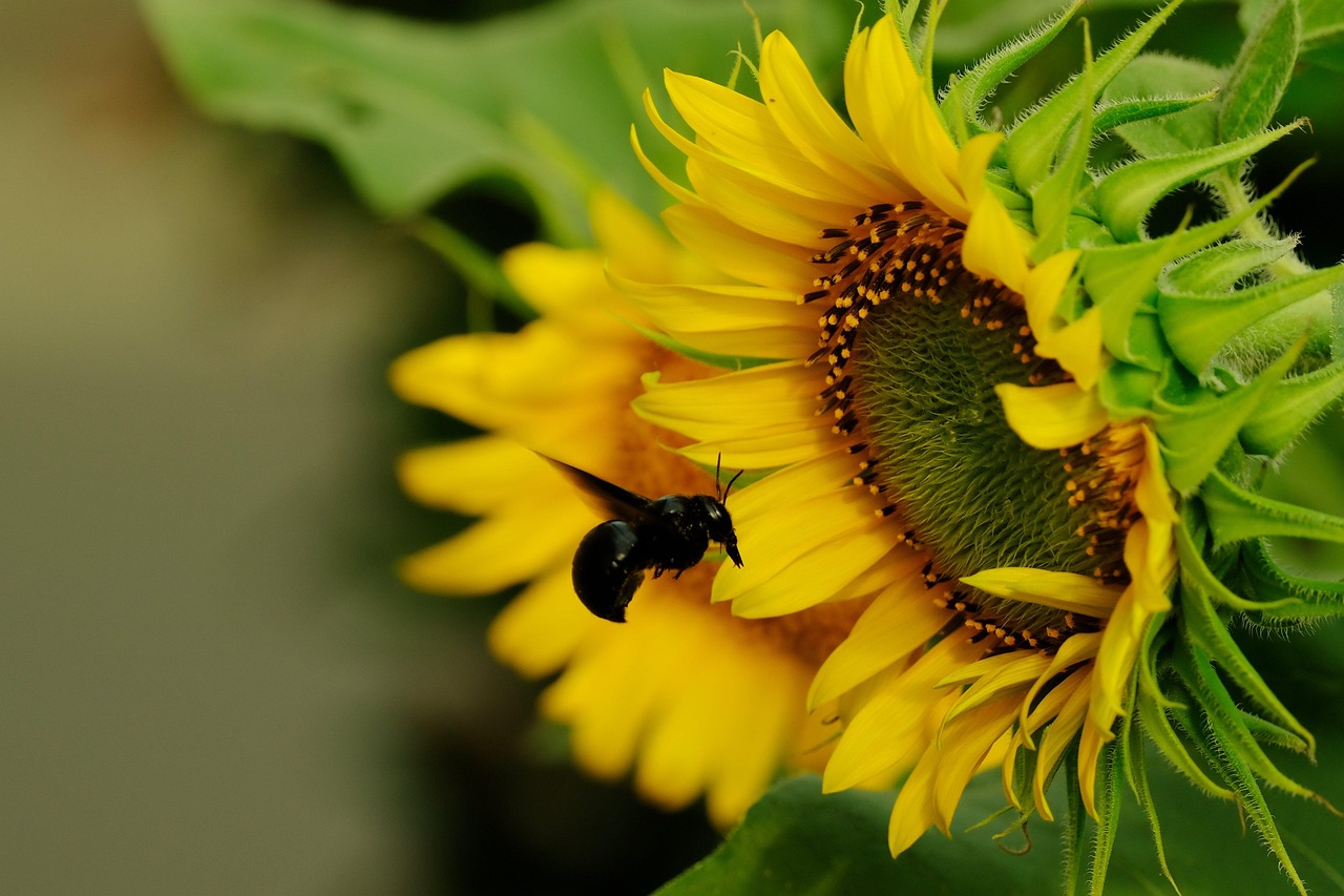 Bunga Matahari Kuning Serangga - Foto gratis di Pixabay - Pixabay