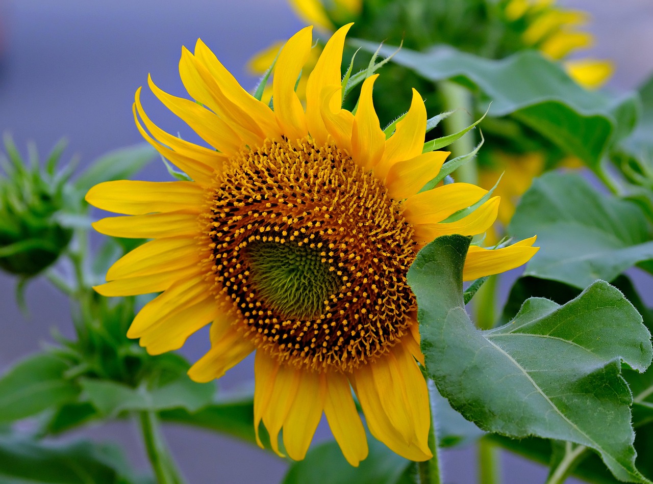 Sunflower Flora Flower - Free photo on Pixabay - Pixabay