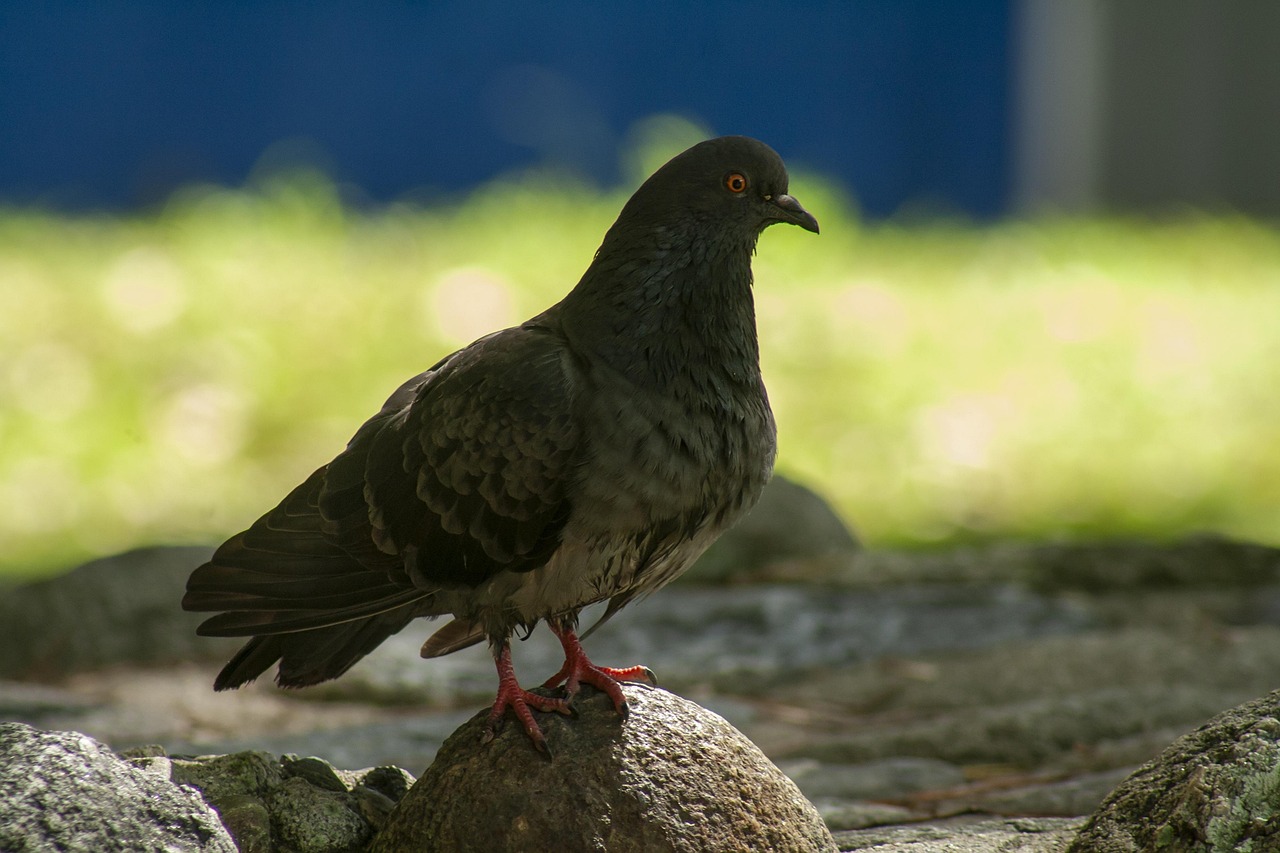 Pigeon Oiseau Séance - Photo gratuite sur Pixabay - Pixabay