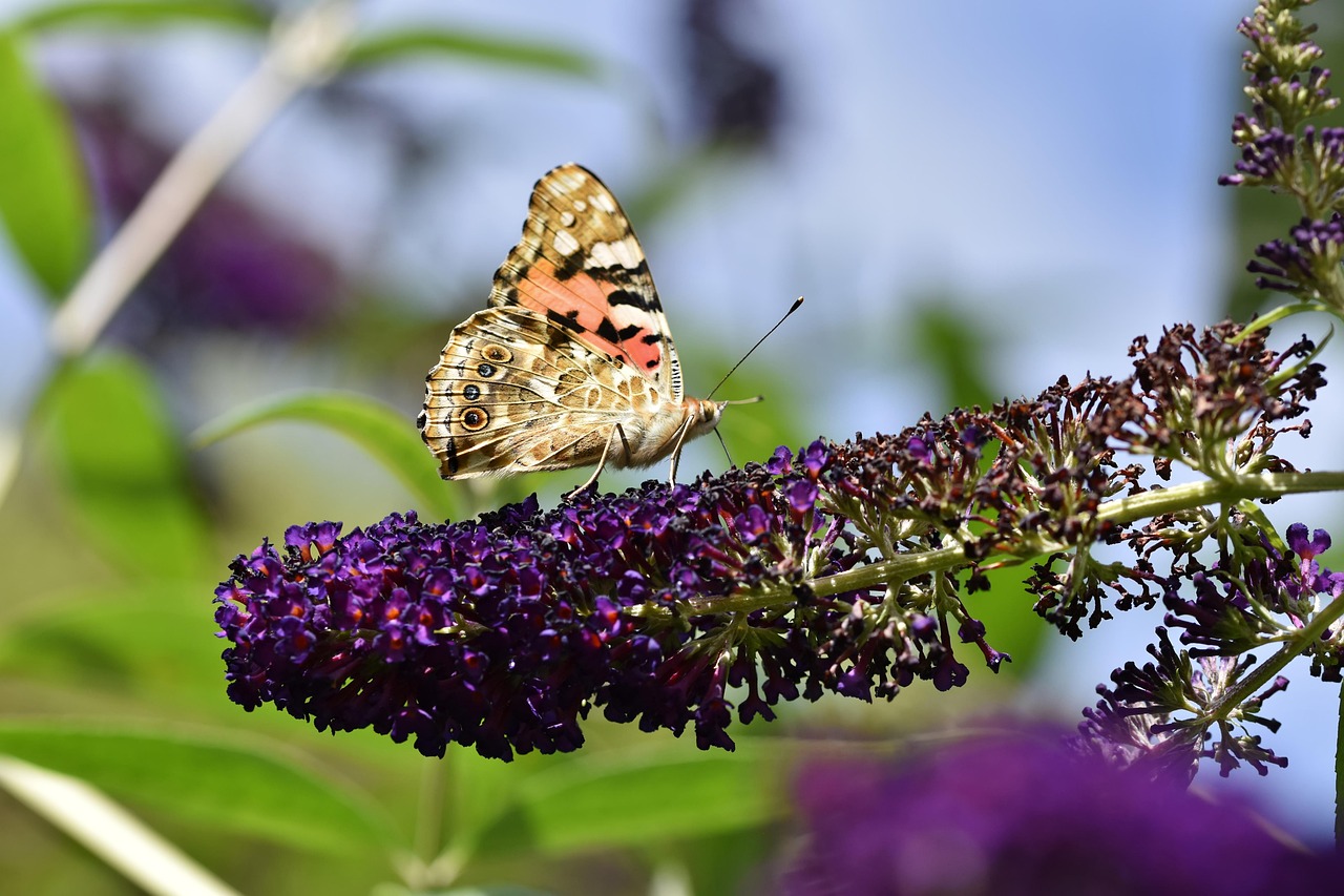 Vanessa Cardui Butterfly Flower - Free photo on Pixabay - Pixabay