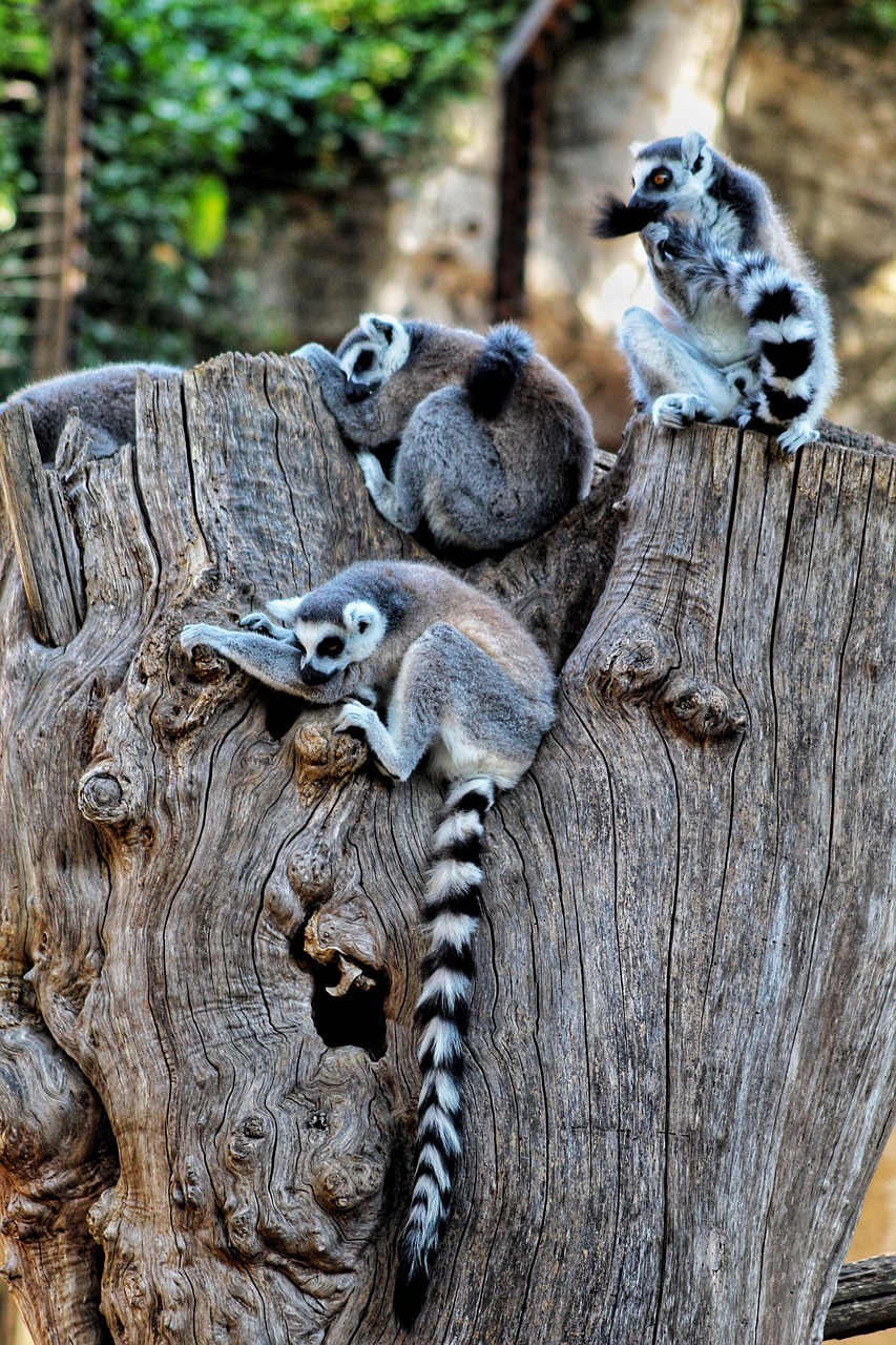 Lemurs Zoo Animals - Free photo on Pixabay