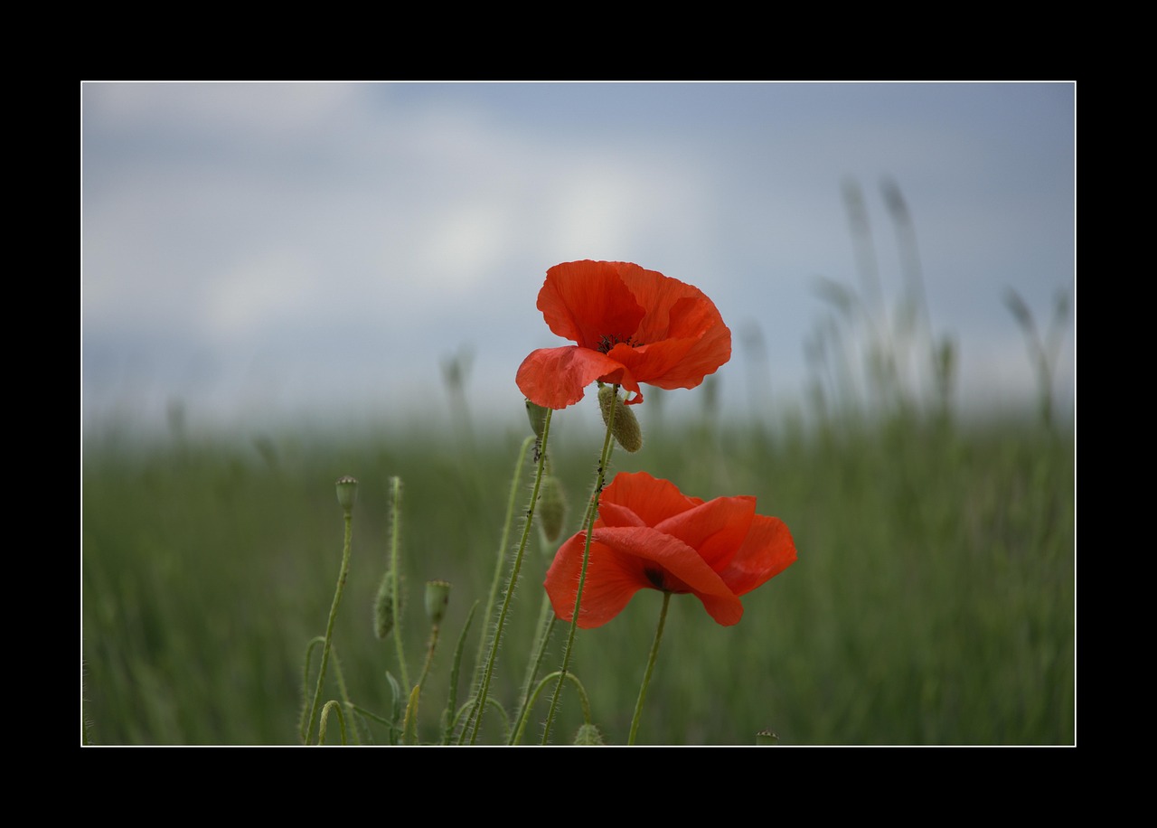 Mohnblumen Rot Blume - Kostenloses Foto auf Pixabay - Pixabay