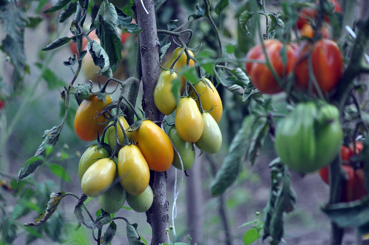 Tomatoes Garden Vegetables - Free photo on Pixabay - Pixabay