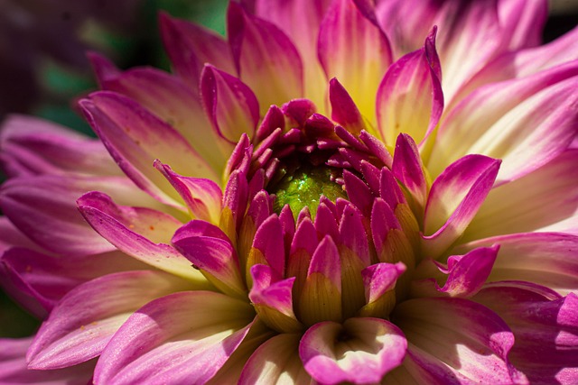 Dahlia Rose Fleur - Photo gratuite sur Pixabay - Pixabay