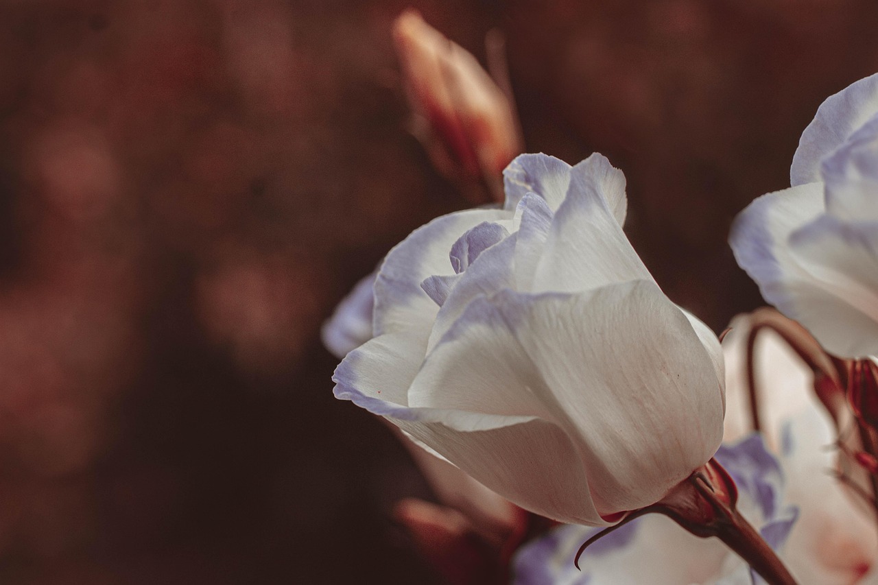 Fleurs Des Roses Bouquet - Photo gratuite sur Pixabay - Pixabay
