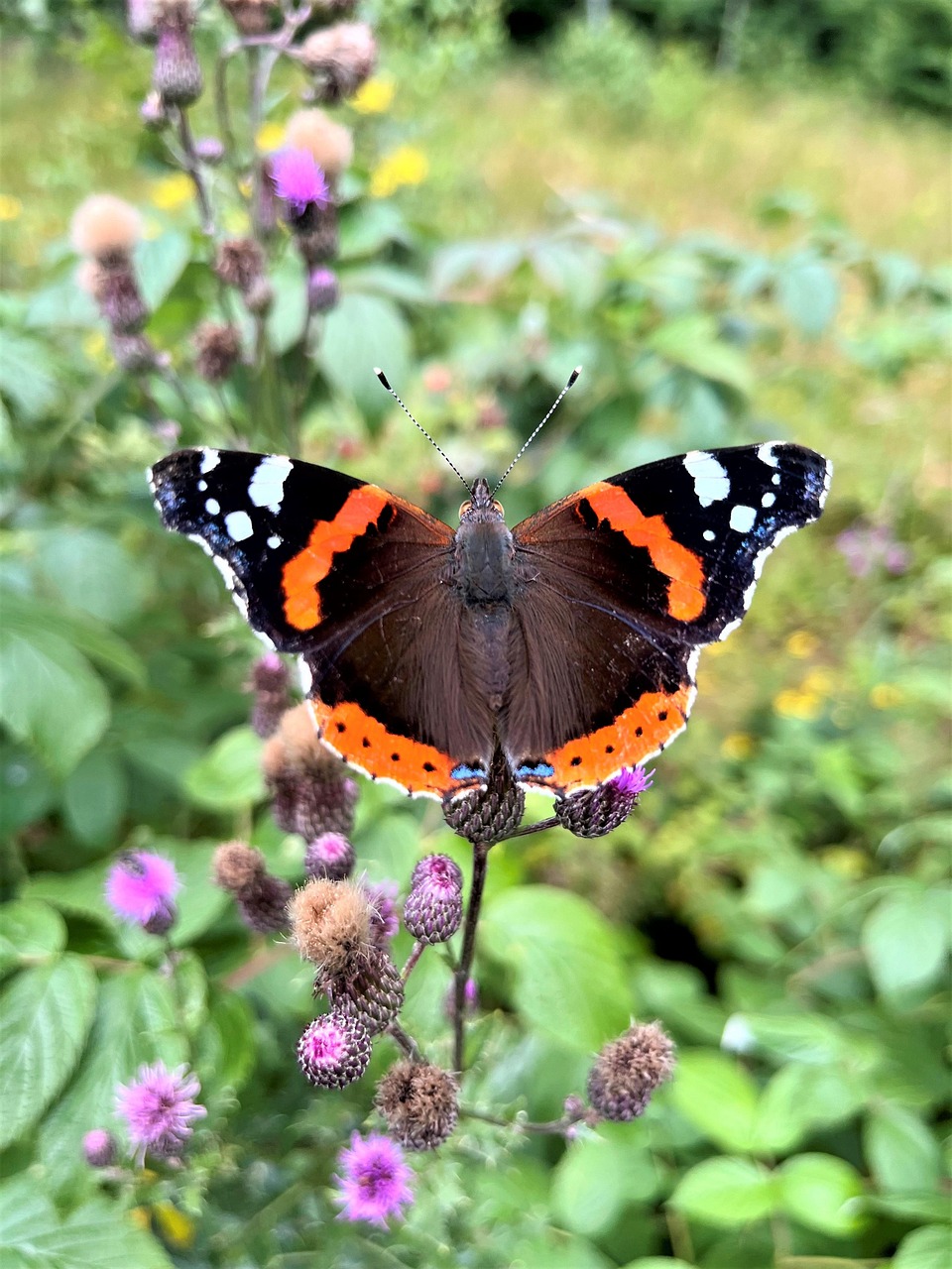 Papillon La Nature De Campagne - Photo gratuite sur Pixabay - Pixabay