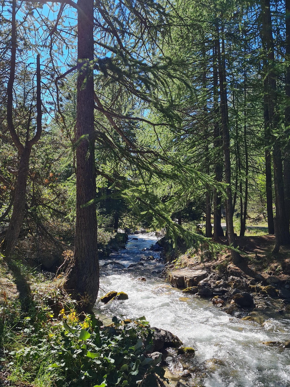 Forest Fir Nature - Free photo on Pixabay - Pixabay
