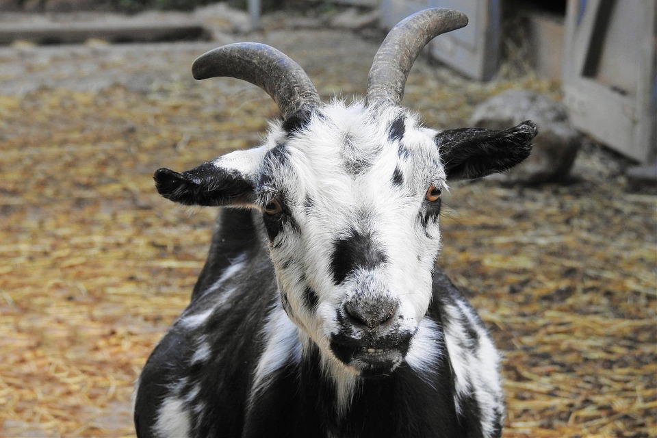 Chèvre Animal Mammifère - Photo gratuite sur Pixabay - Pixabay