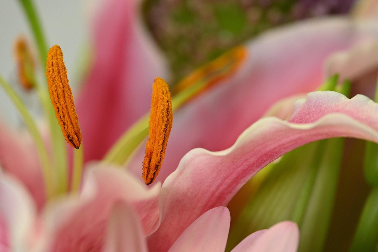 5,000+ Free Stamen & Flower Images - Pixabay