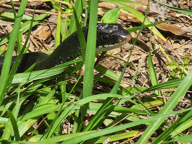 Black Racer Snake Reptile - Free photo on Pixabay - Pixabay