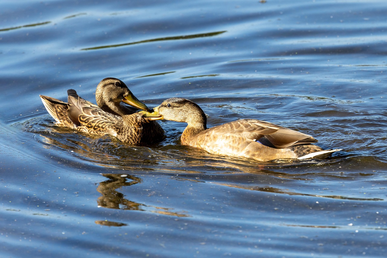 Ducks Mallards Birds - Free photo on Pixabay