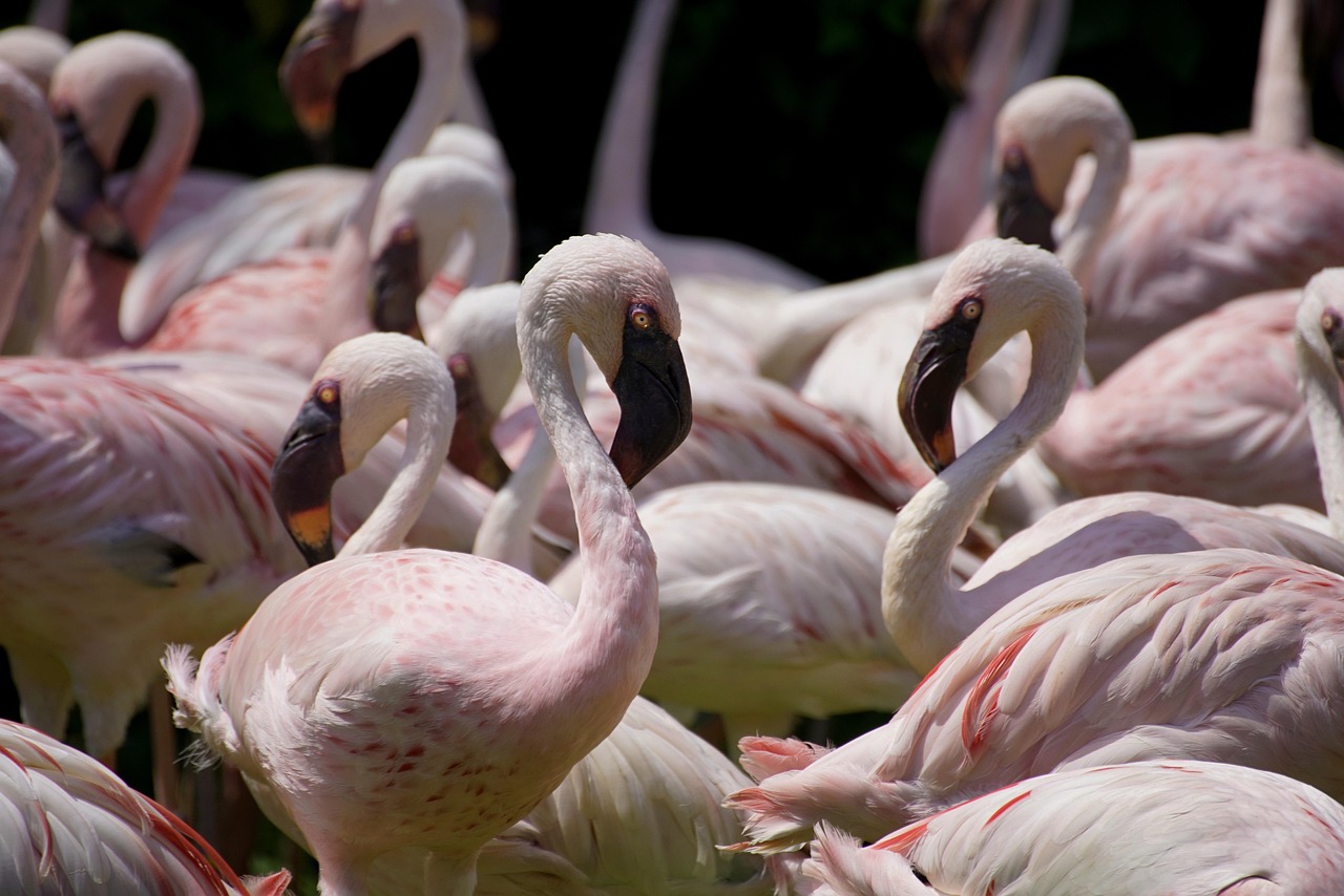 Lesser Flamingo Birds - Free photo on Pixabay
