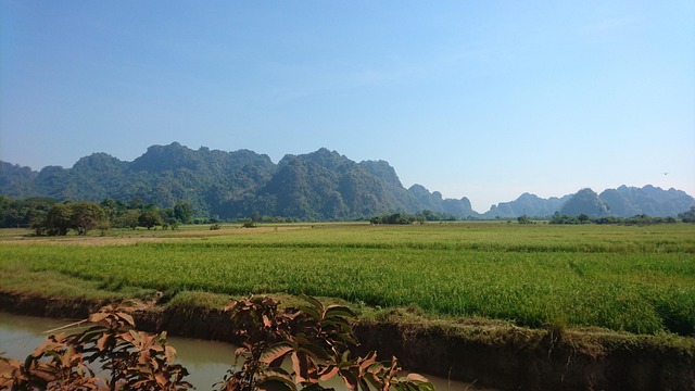 Rice Field Sawa Landbouw - Gratis foto op Pixabay - Pixabay