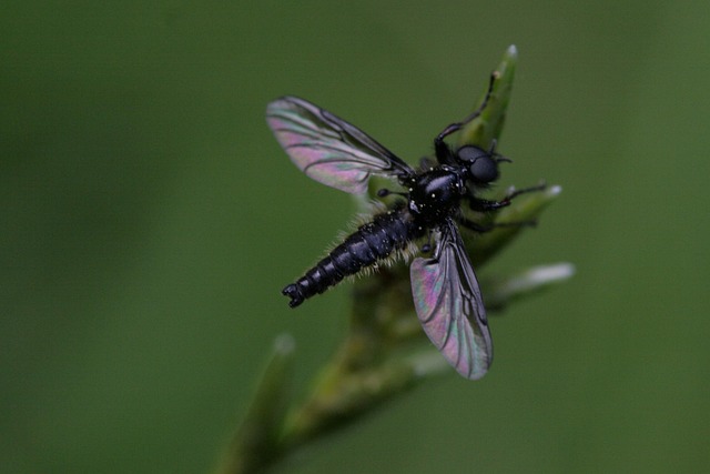 Hair Gnat Fly - Free photo on Pixabay - Pixabay