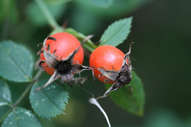 장미 엉덩이 로즈 Heps Haws 개 - Pixabay의 무료 사진 - Pixabay