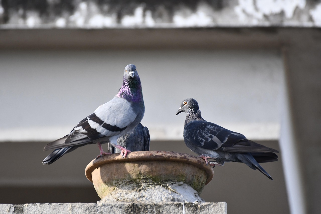 Pigeons Des Oiseaux Séance - Photo gratuite sur Pixabay - Pixabay