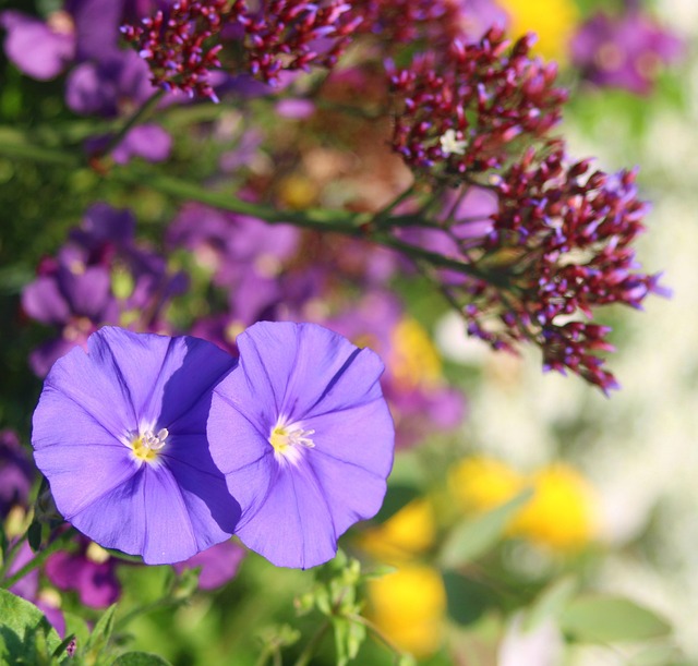 Flores Roxas Bloom - Foto gratuita no Pixabay