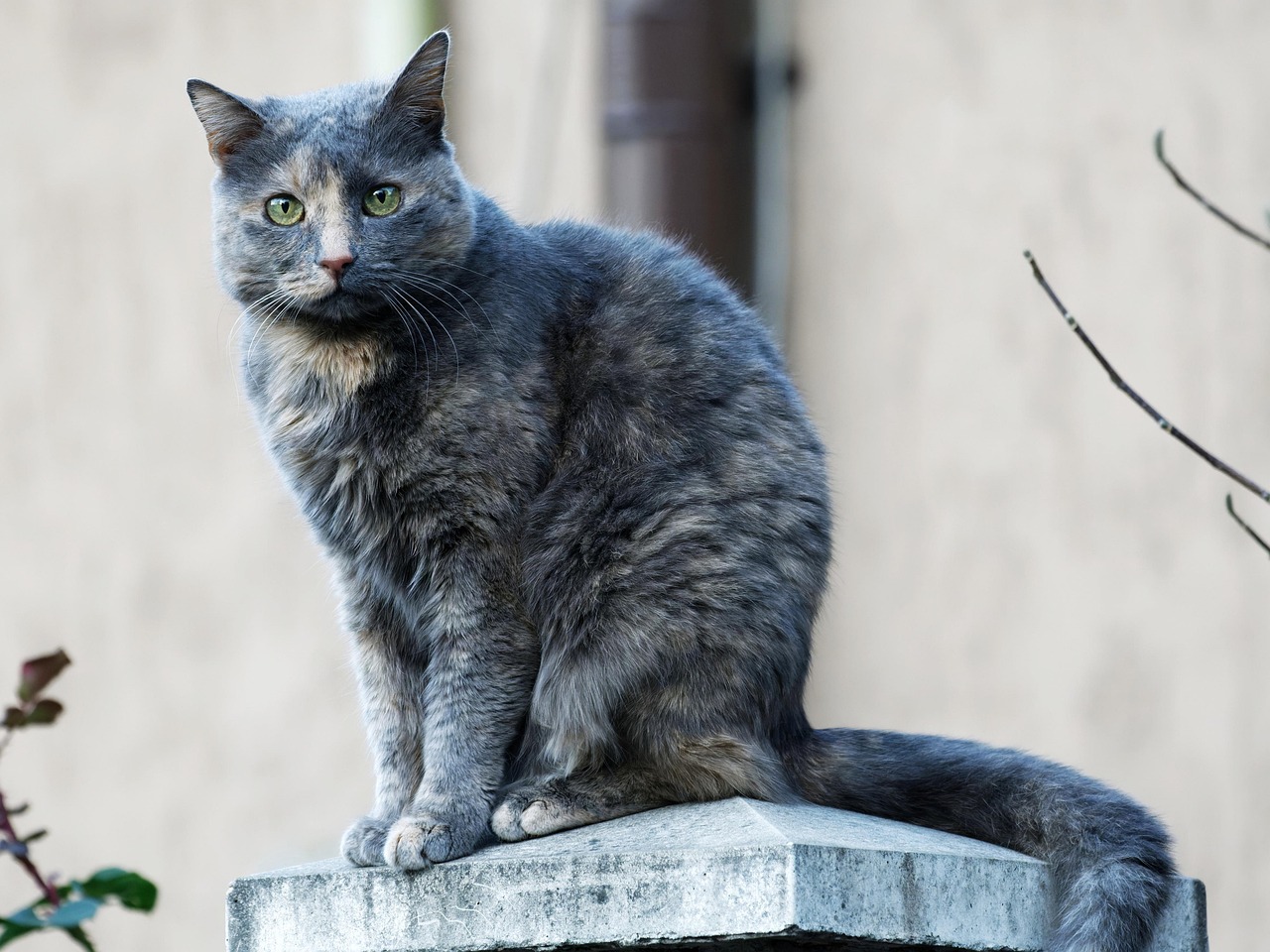 40,000+ Best Free Cat Pictures & Images [HD] - Pixabay
