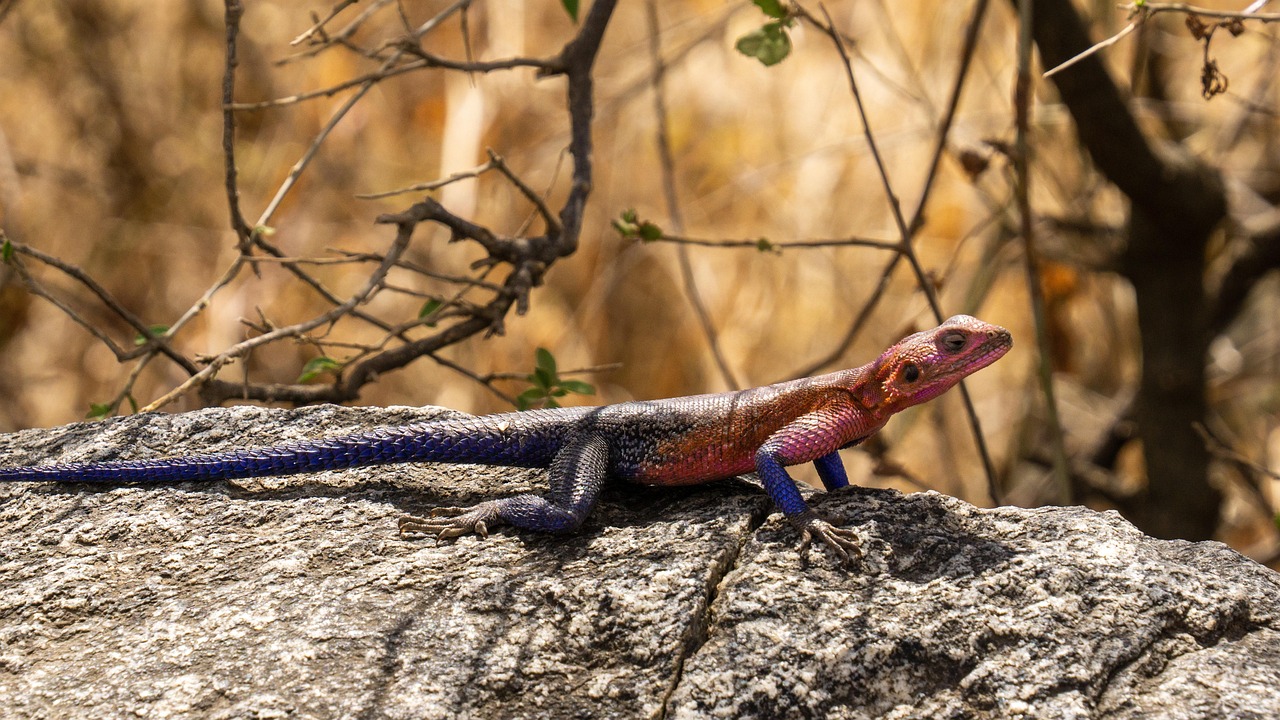 Iguana Animal Tanzania - Free photo on Pixabay - Pixabay