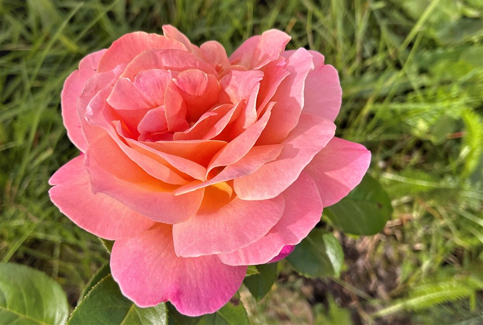 Rose Fleur - Photo gratuite sur Pixabay - Pixabay