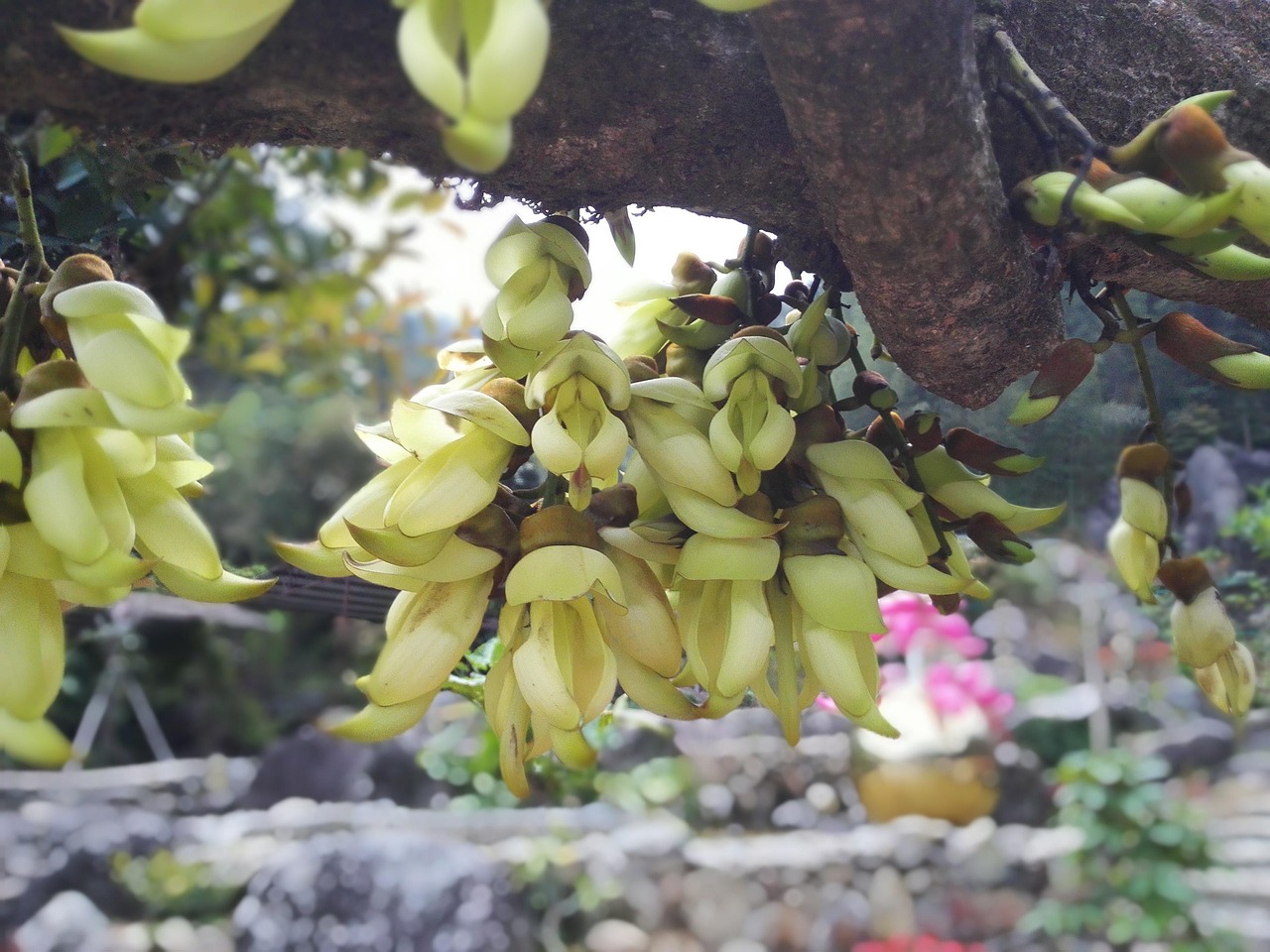 Mucuna Birdwoodiana Flower - Free photo on Pixabay - Pixabay
