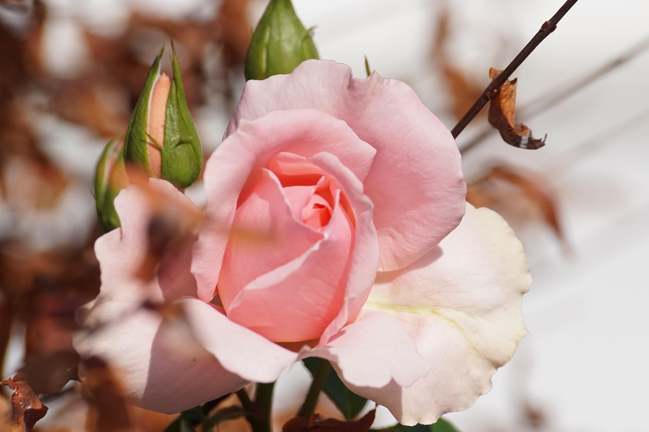 Rose Fleur - Photo gratuite sur Pixabay - Pixabay