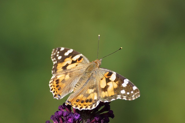 Papillon Fleur Féconder - Photo gratuite sur Pixabay - Pixabay