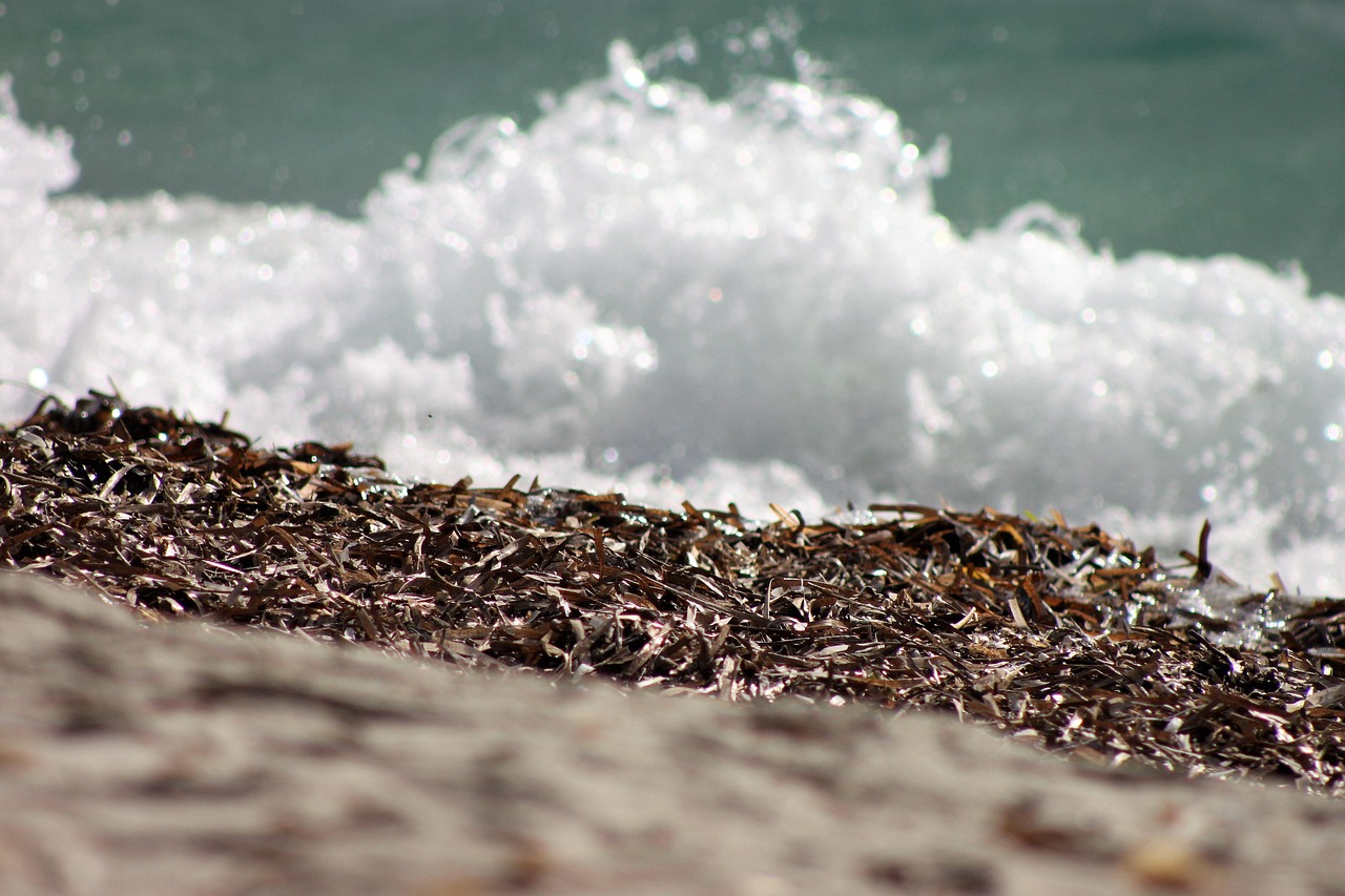 Algae Sea Waves - Free photo on Pixabay