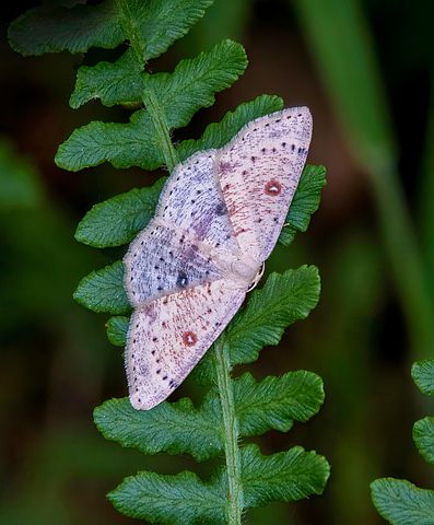 1+ Free Birch Mocha & Moth Images - Pixabay