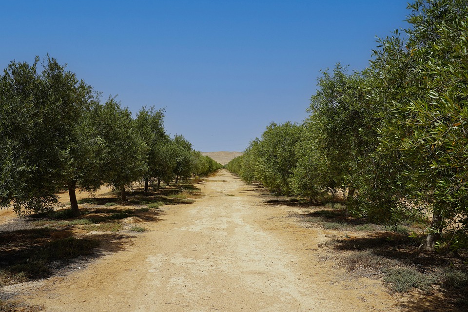 Olive Groves Olives Oil - Free photo on Pixabay