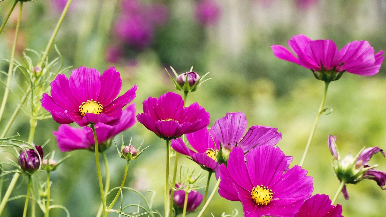 Cosmos Fleurs Pourpres - Photo gratuite sur Pixabay - Pixabay