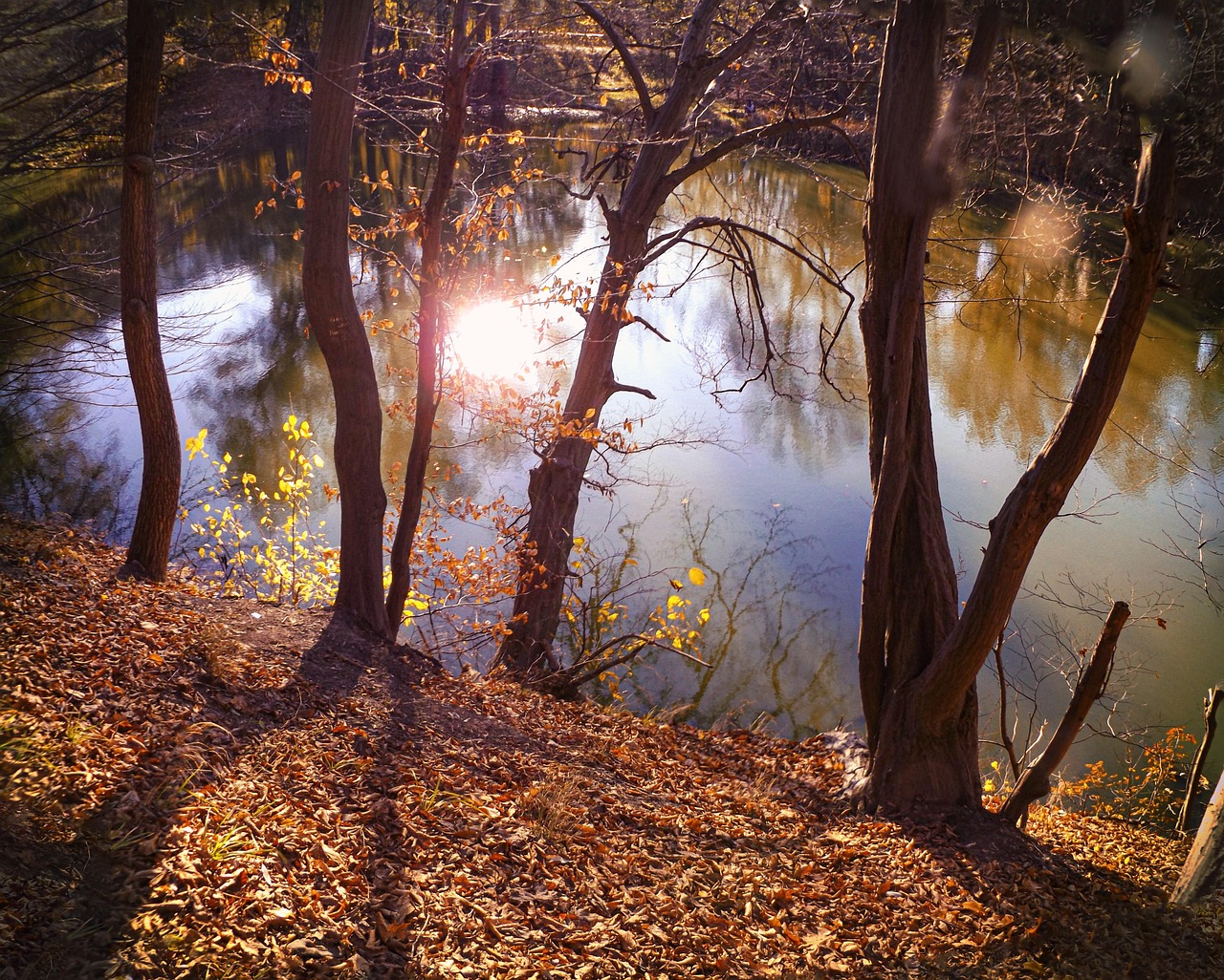 Autumn Nature The Park - Free photo on Pixabay - Pixabay