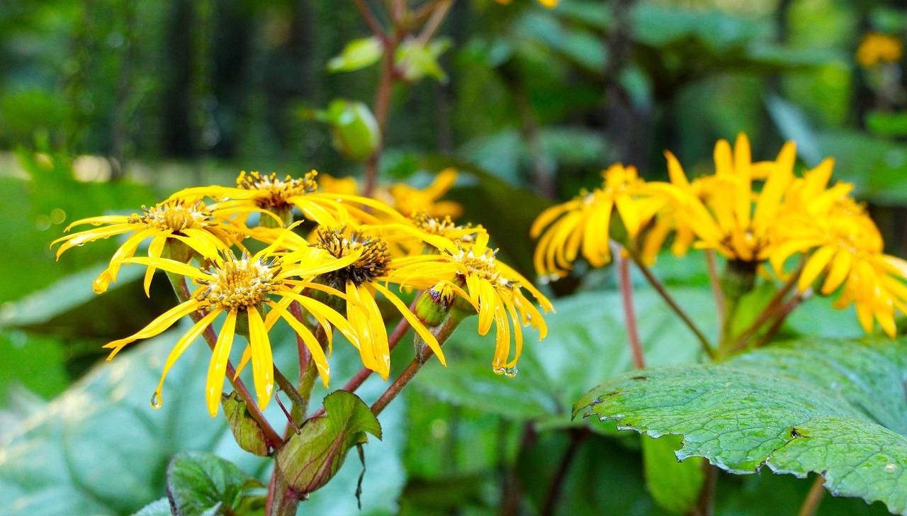 Flores De Color Amarillo - Foto gratis en Pixabay - Pixabay