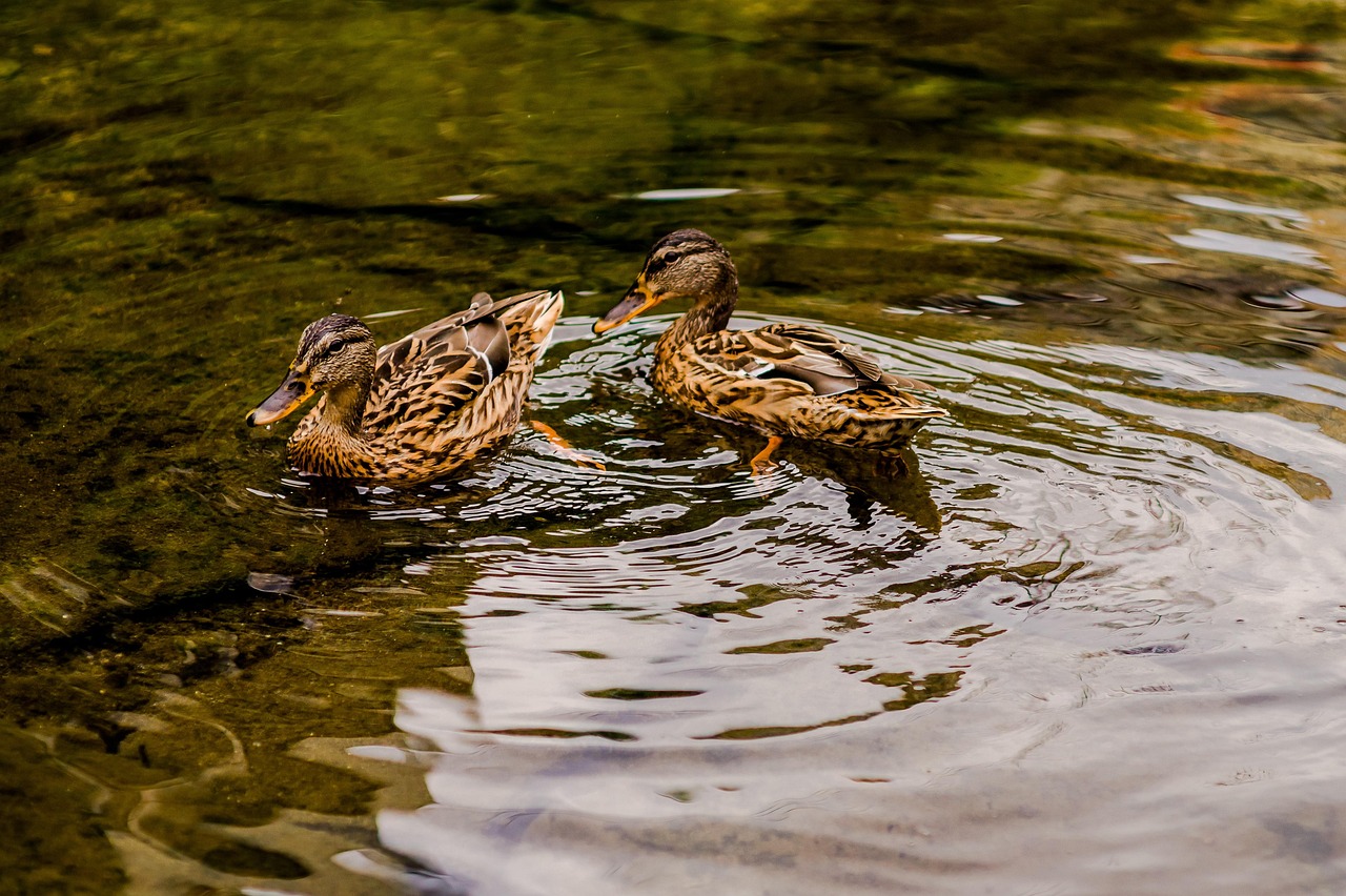 Patos Ánade Azulón Aves - Foto gratis en Pixabay - Pixabay