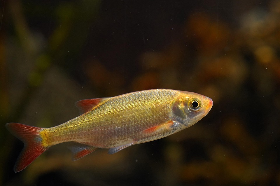 Fish Goldfish Freshwater - Free photo on Pixabay