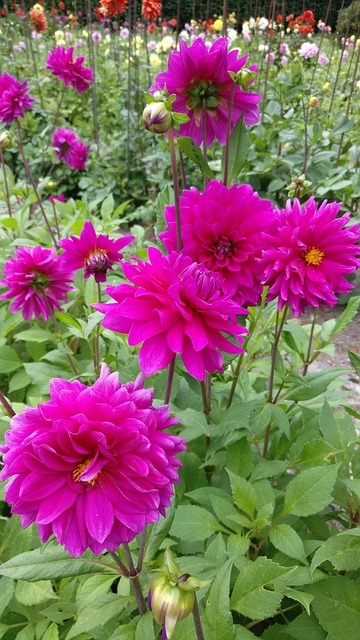 Flowers Dahlias Fuchsia - Free photo on Pixabay - Pixabay