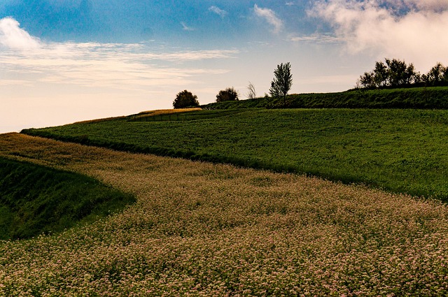Buckwheat Grass Meadow Colorful - Free photo on Pixabay - Pixabay
