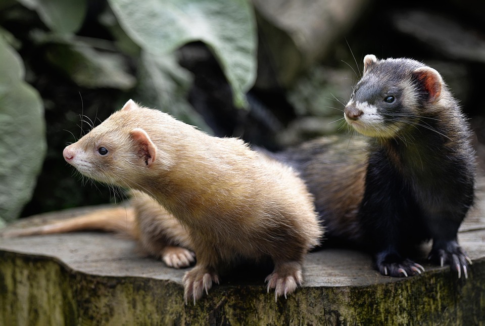 Ferret Mammals Mustelid - Free photo on Pixabay
