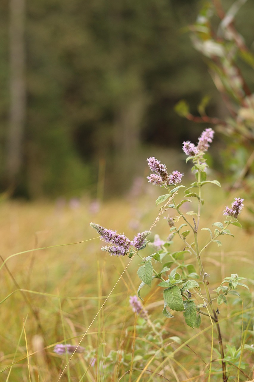 Agastache Rugueuse Anis Hysope - Photo gratuite sur Pixabay - Pixabay
