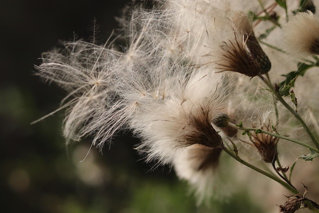 Flowers Forest Bloom - Free photo on Pixabay