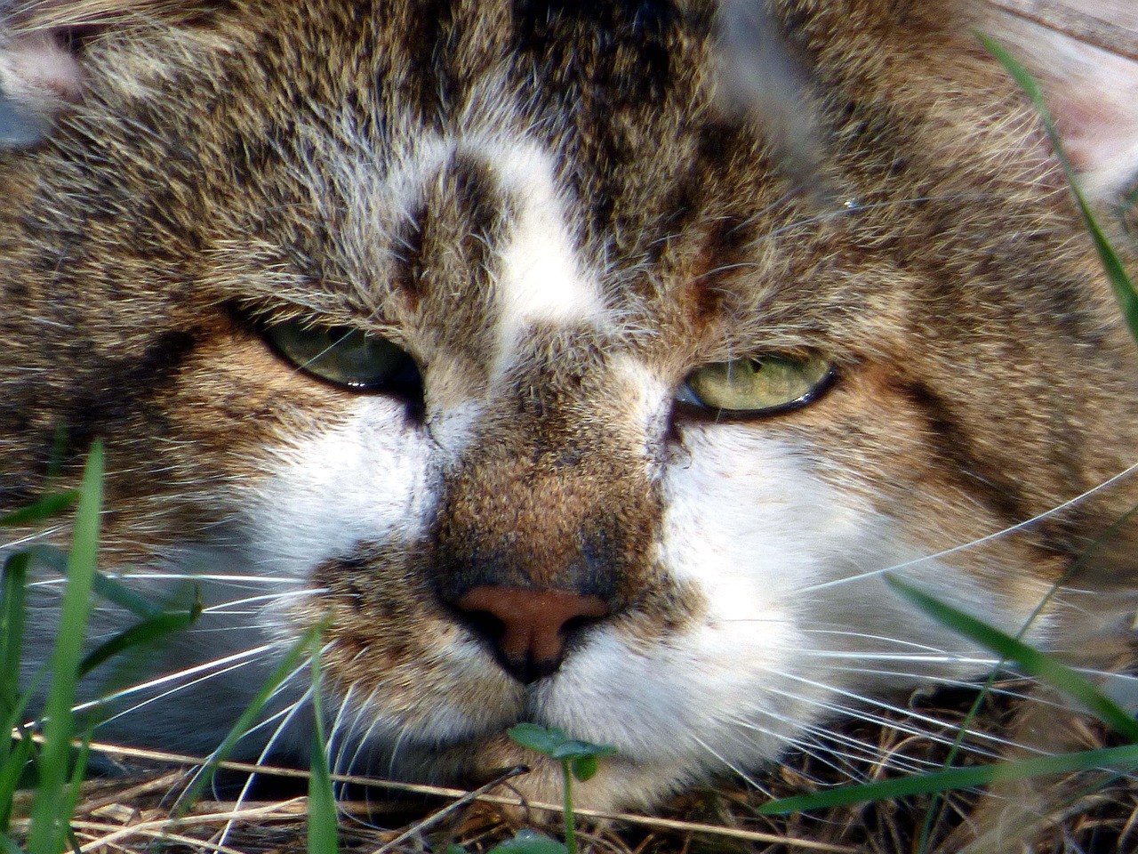 Animal Felino Gato - Foto gratis en Pixabay - Pixabay