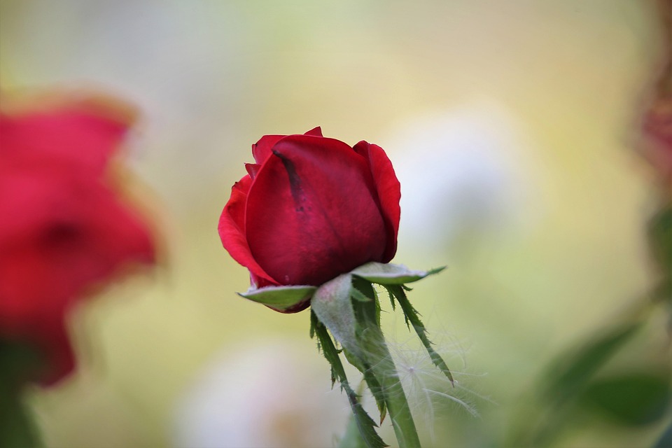Flower Red Rose Velvet - Free photo on Pixabay - Pixabay