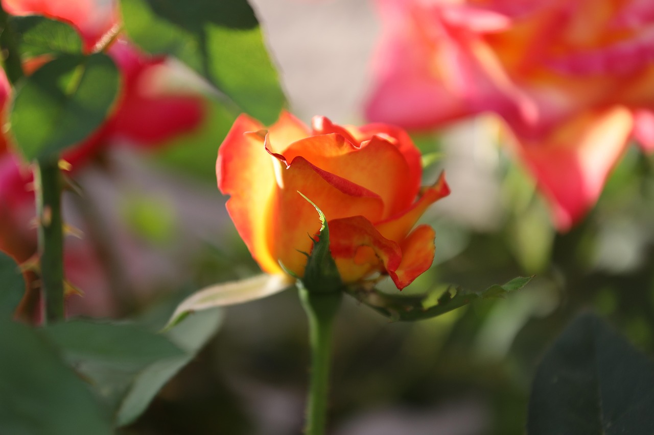 Alinka Roses Red - Free photo on Pixabay - Pixabay